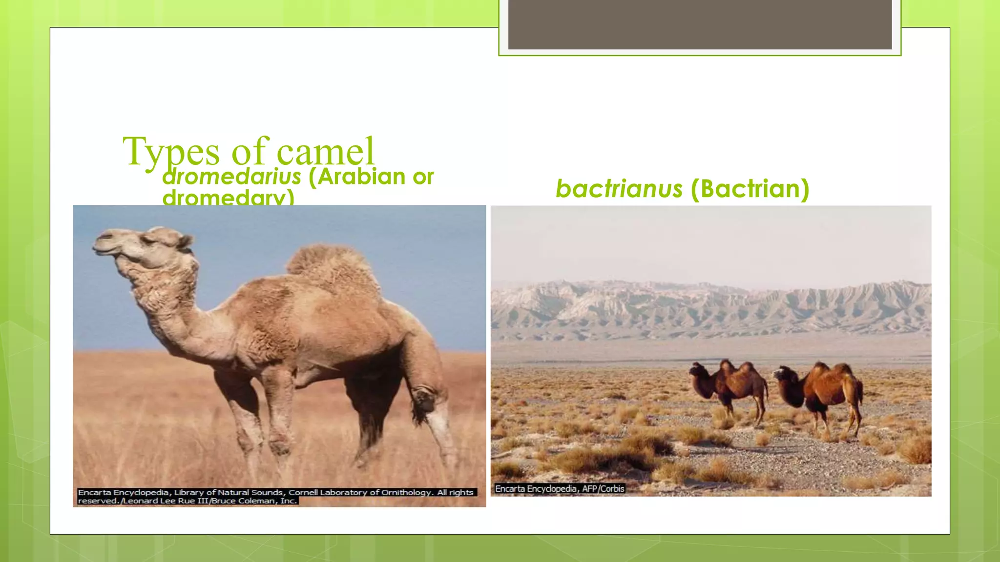ANOTOMY AND PHYSIOLOGY OF REPRODUCTIVE SYSTEM OF SHE CAMEL | PPTX