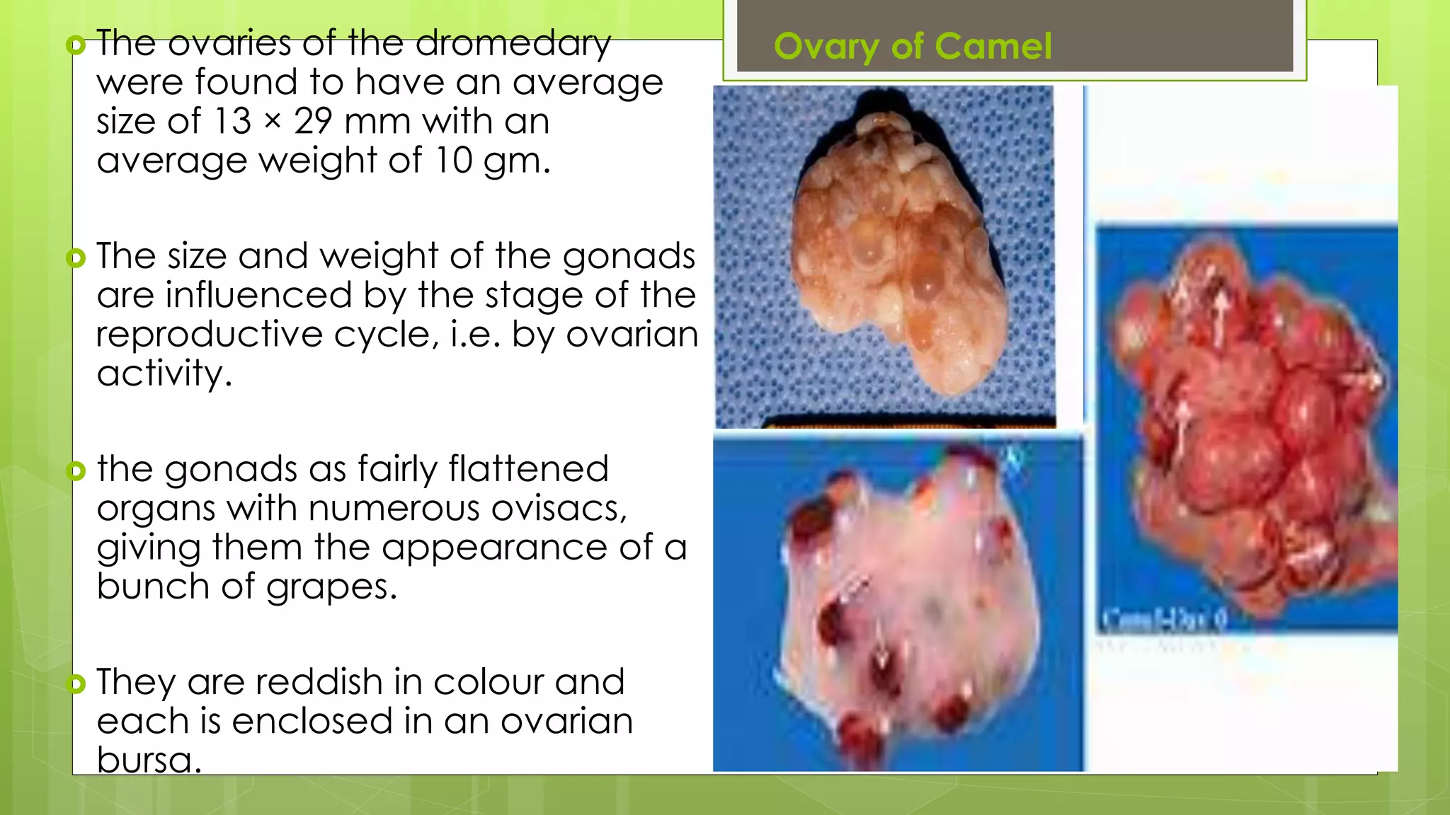 ANOTOMY AND PHYSIOLOGY OF REPRODUCTIVE SYSTEM OF SHE CAMEL | PPTX