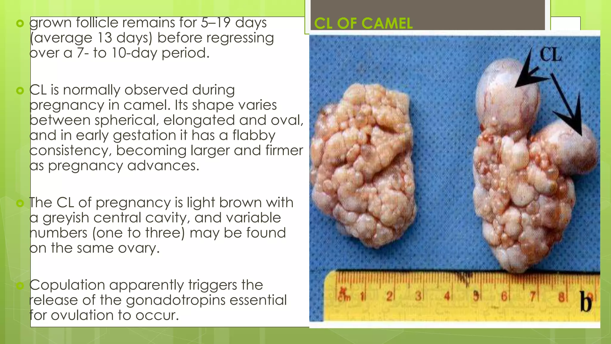 ANOTOMY AND PHYSIOLOGY OF REPRODUCTIVE SYSTEM OF SHE CAMEL | PPTX