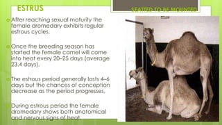 ANOTOMY AND PHYSIOLOGY OF REPRODUCTIVE SYSTEM OF SHE CAMEL | PPTX