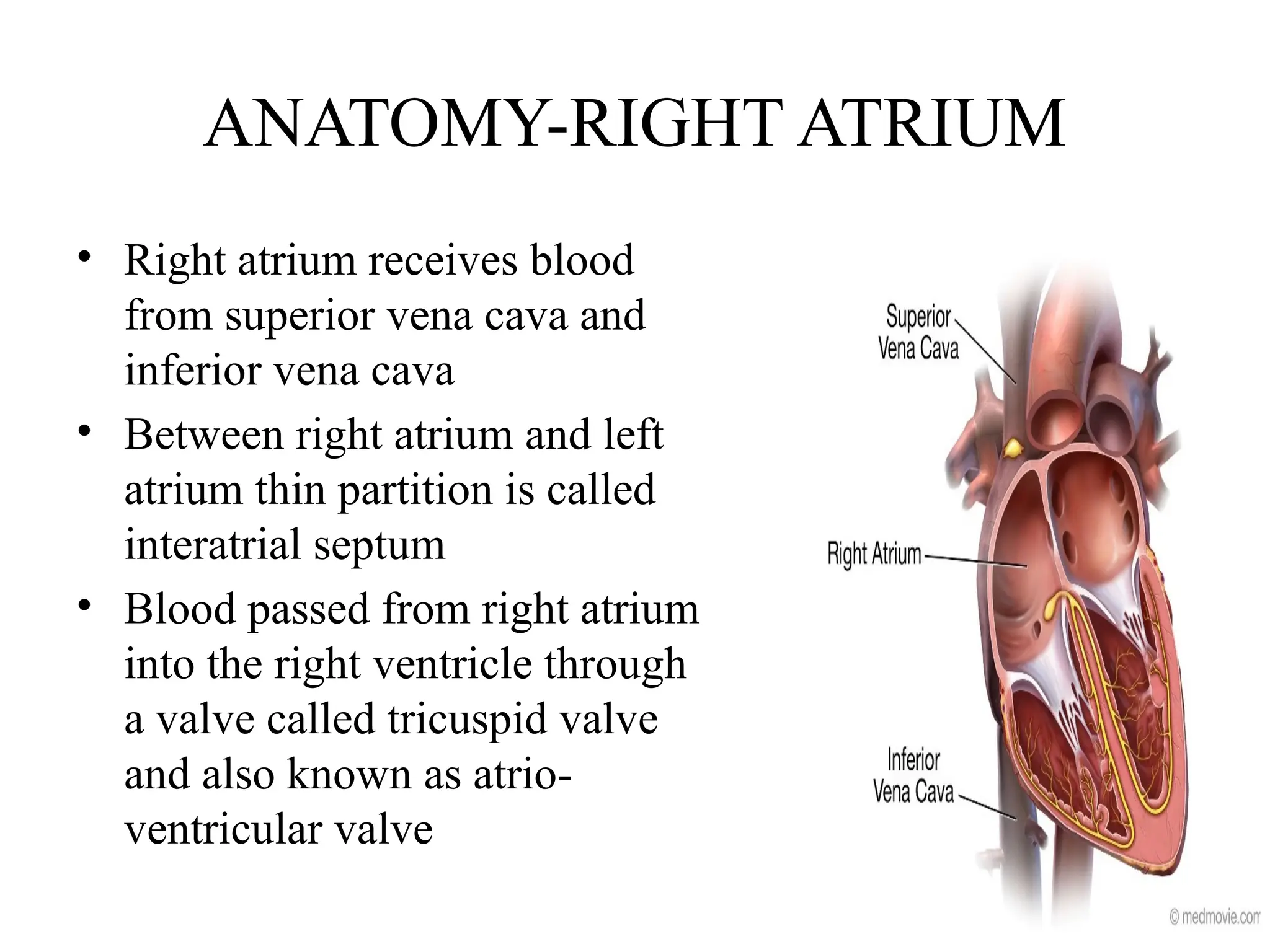 The cardiovascular system, CVS PHYSIO.pptx