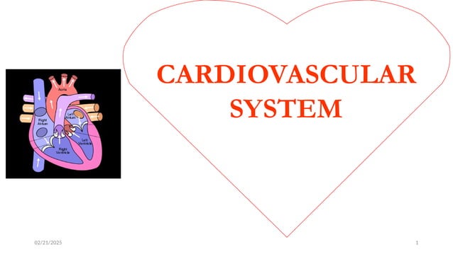CVS physiology ( med ).pptx . physiology | PPTX
