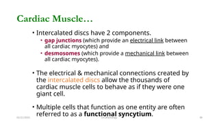 CVS physiology ( med ).pptx . physiology | PPTX