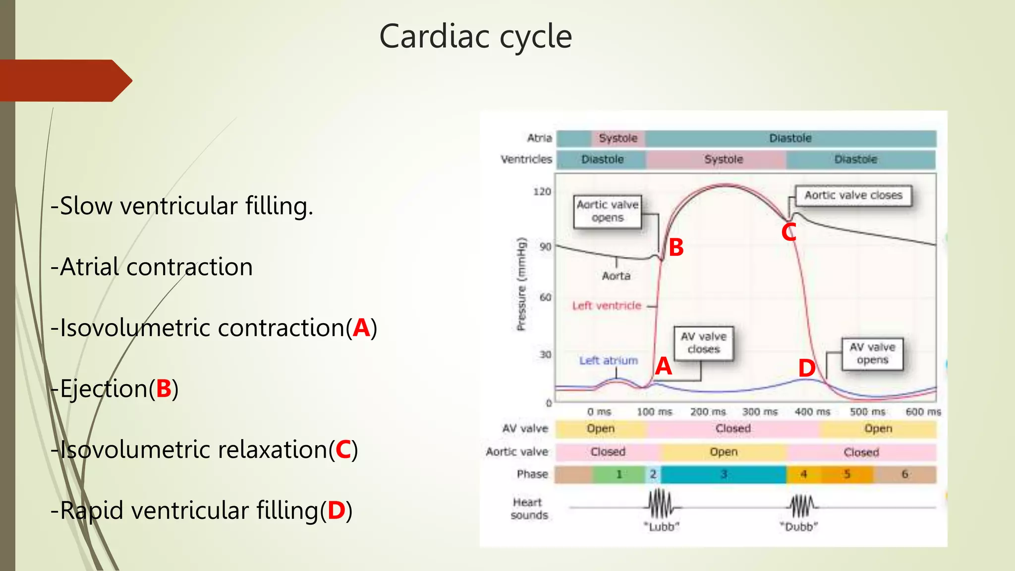 cvs physiology part1.pptx