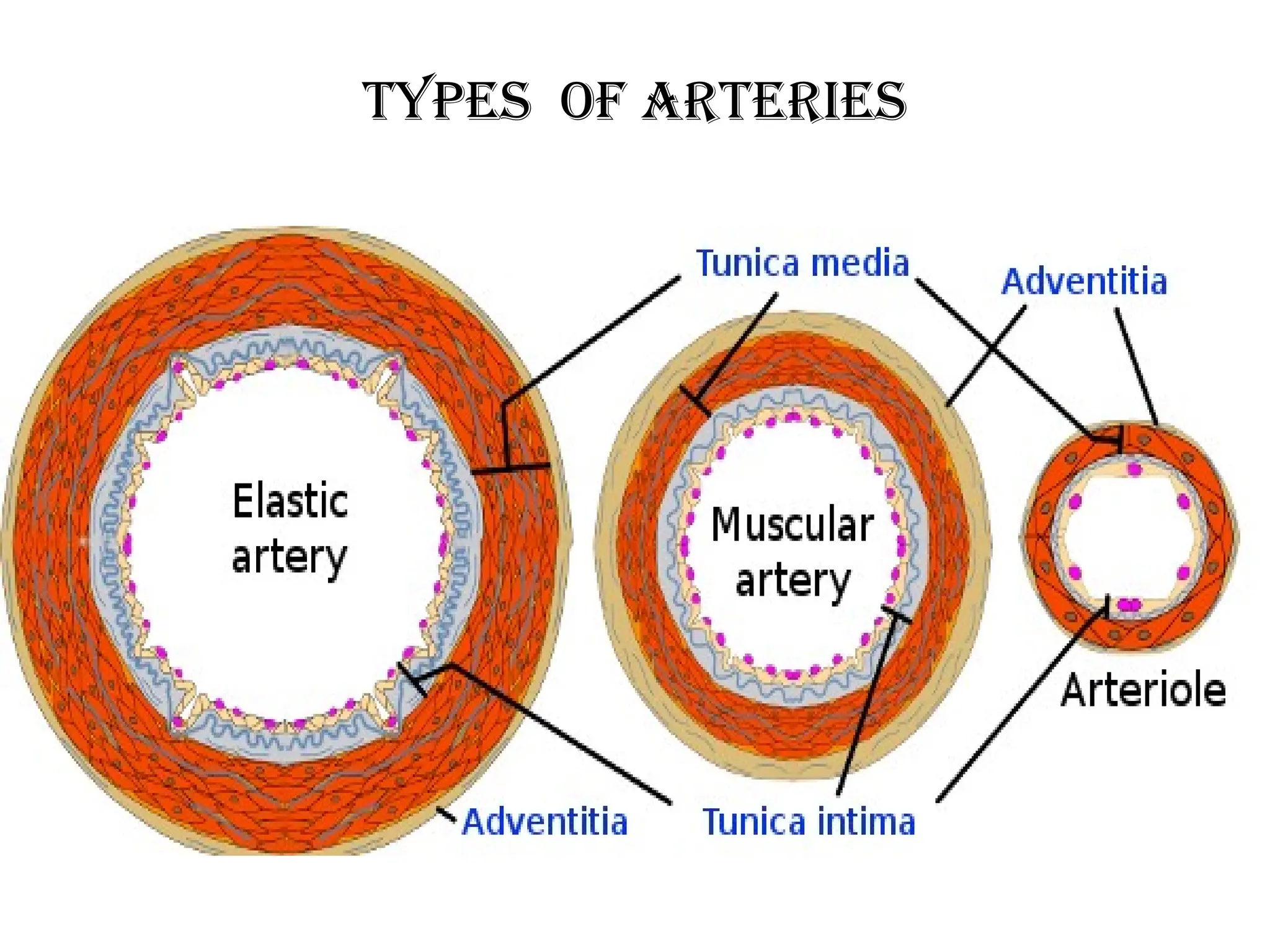 General anatomy of vascular system With clinical applications | PPT