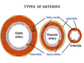 General anatomy of vascular system With clinical applications | PPT
