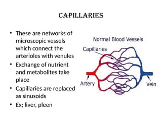 General anatomy of vascular system With clinical applications | PPT