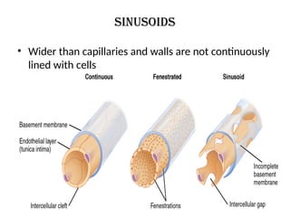 General anatomy of vascular system With clinical applications | PPT