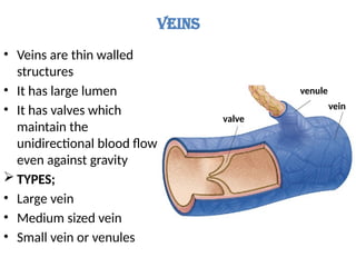 General anatomy of vascular system With clinical applications | PPT