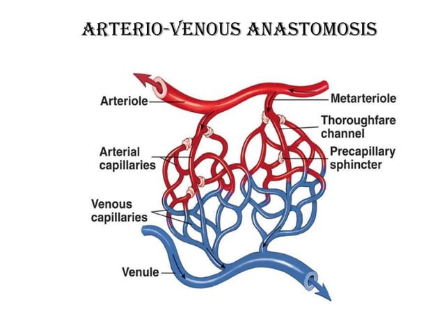 General anatomy of vascular system With clinical applications | PPT