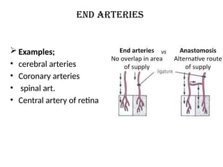General anatomy of vascular system With clinical applications | PPT