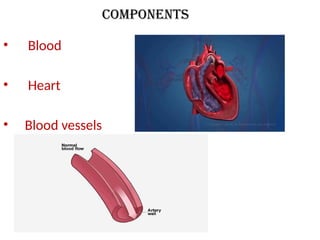 General anatomy of vascular system With clinical applications | PPTX