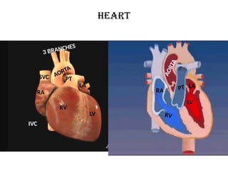 General anatomy of vascular system With clinical applications | PPT