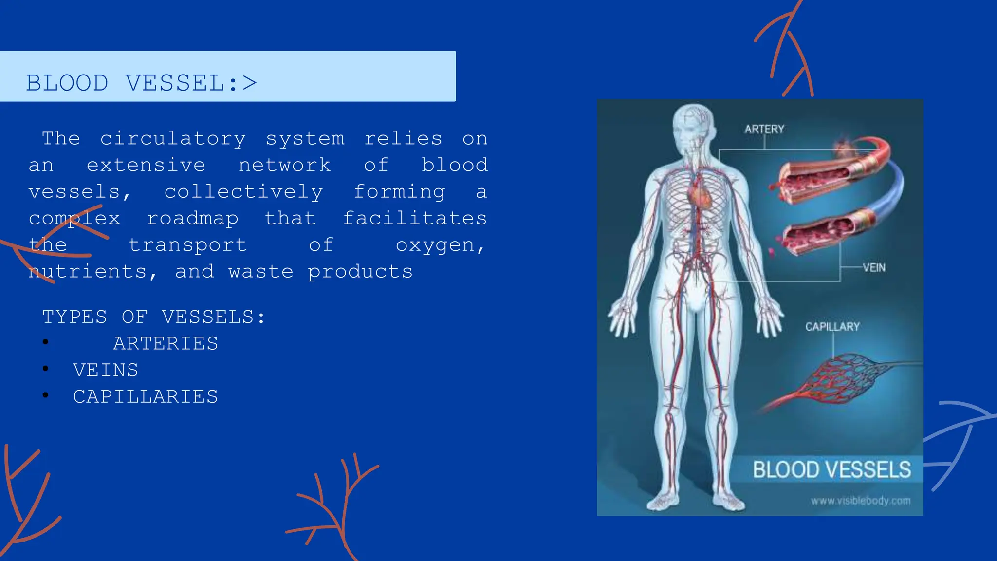 cardiovascular system presentation. pptx | PPTX