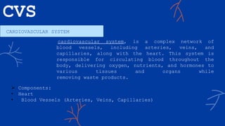 cardiovascular system presentation. pptx | PPTX