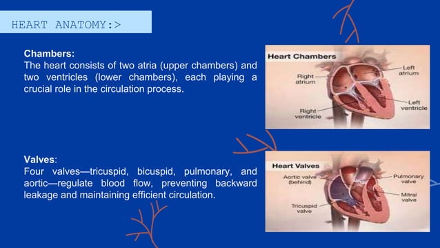 cardiovascular system presentation. pptx | PPTX | Heart and Cardiovascular Diseases | Diseases ...