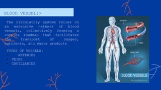cardiovascular system presentation. pptx | PPTX