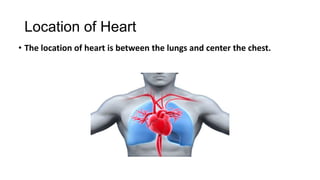 Cardiovascular System | PPT