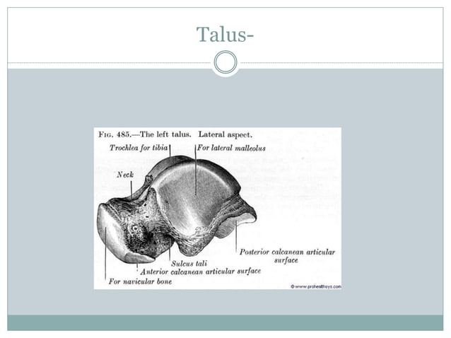 Congenital vertical talus BY DR.NAVEEN RATHOR | PPTX