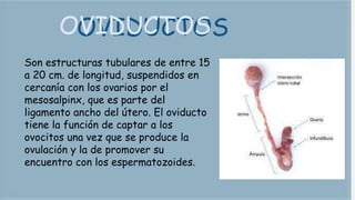 aparato_reproductor_del_caprinos.pptx