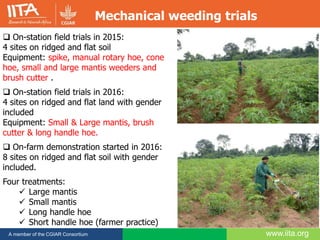 Cassava Weed Management Project Progress Presentation | PPTX