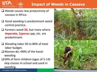 Cassava Weed Management Project Progress Presentation | PPTX