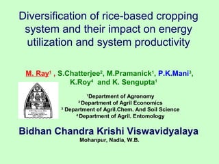 Diversification of rice-based cropping system and their impact on ...