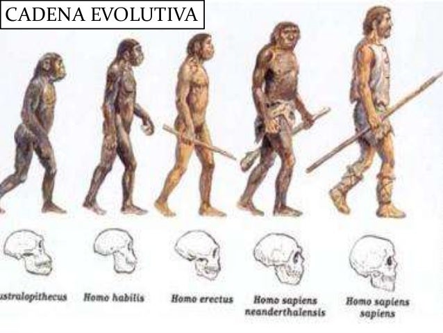 Hominizacion Dibujo