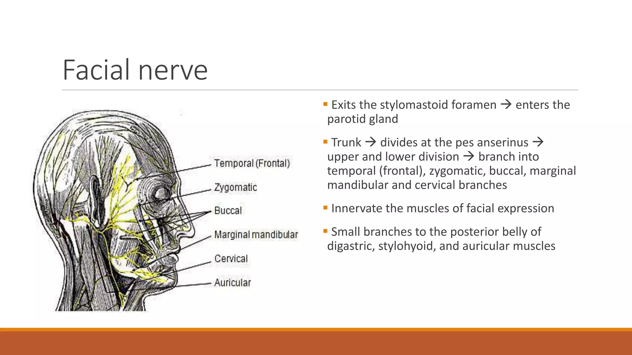 Parotidectomy | PPTX