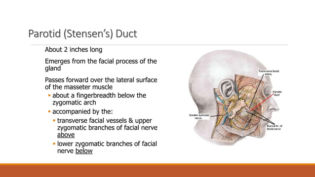 Parotidectomy | PPTX