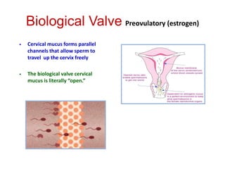 Cervical Mucus presented by Dr. Jyoti Agarwal / Dr. Sharda Jain | PPTX