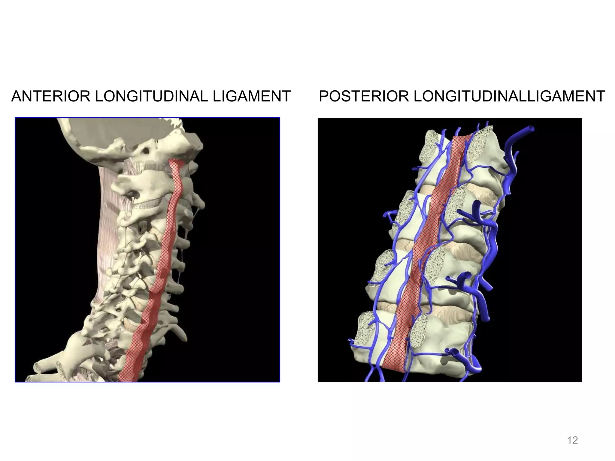 Cervical spine: anatomy, biomechanics and pathomechanics | PDF