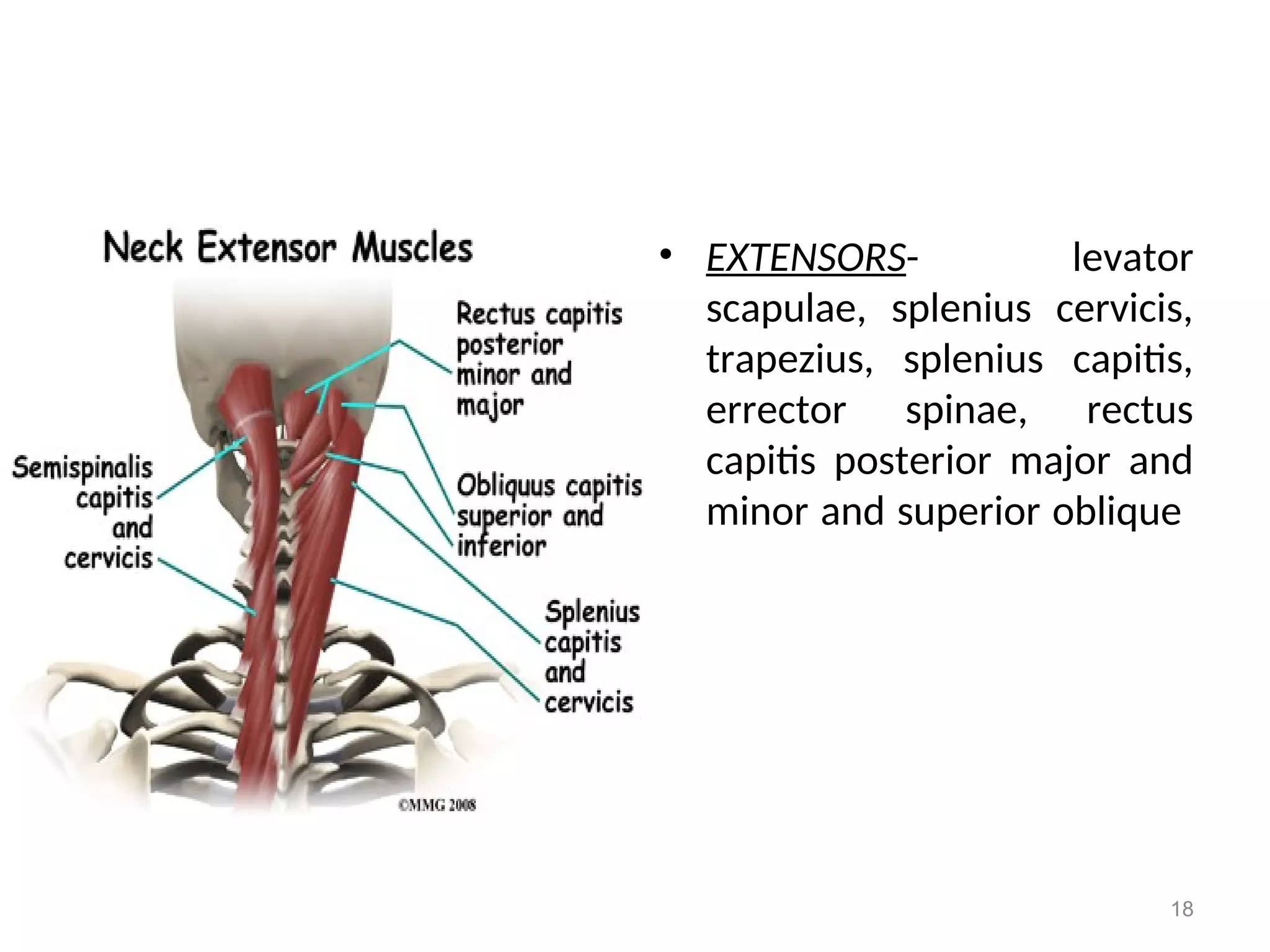 Cervical spine: anatomy, biomechanics and pathomechanics | PDF