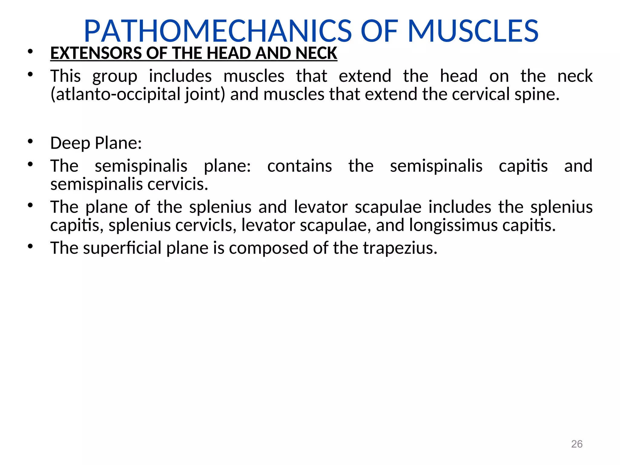 Cervical spine: anatomy, biomechanics and pathomechanics | PDF