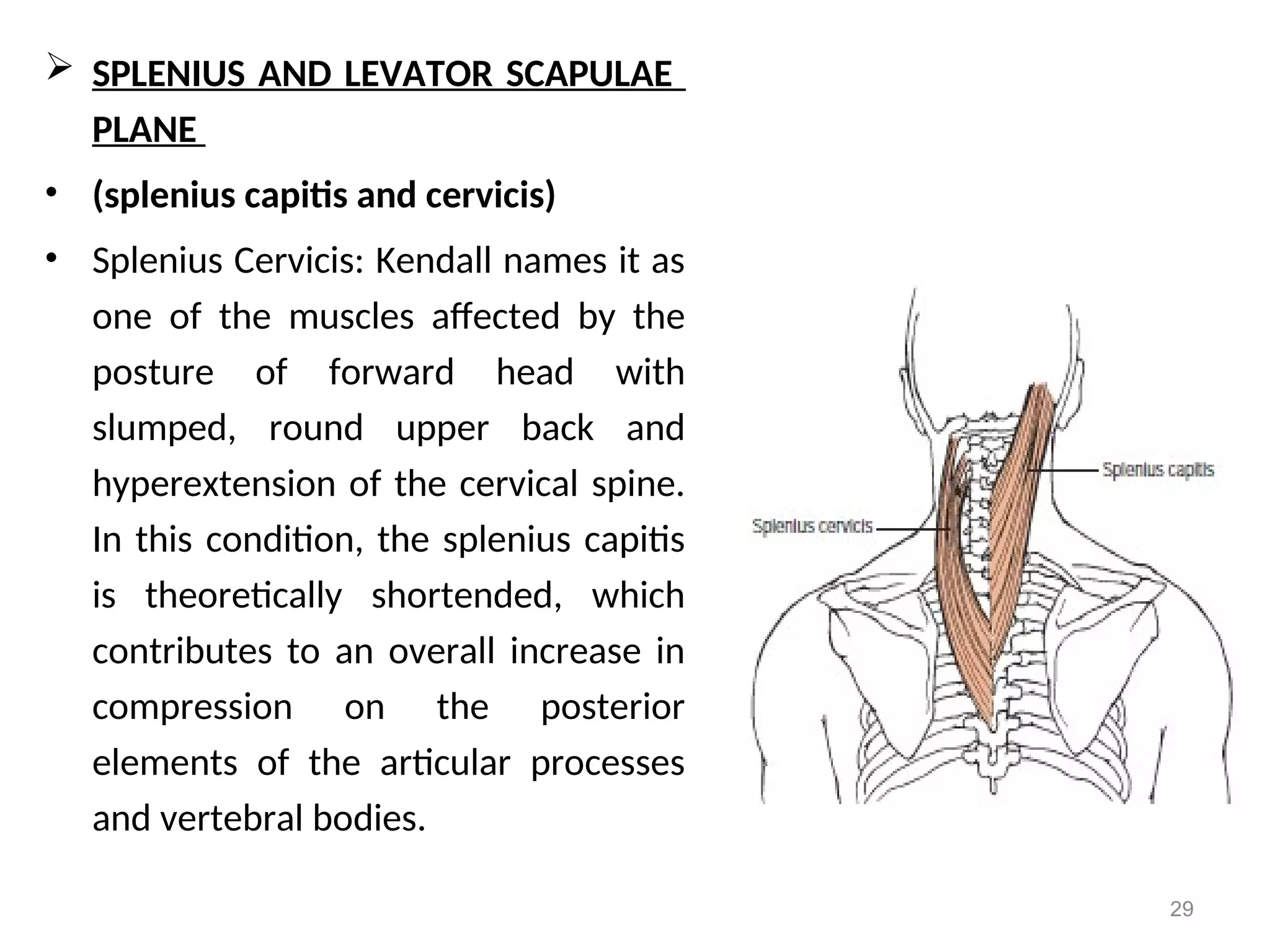 Cervical spine: anatomy, biomechanics and pathomechanics | PDF