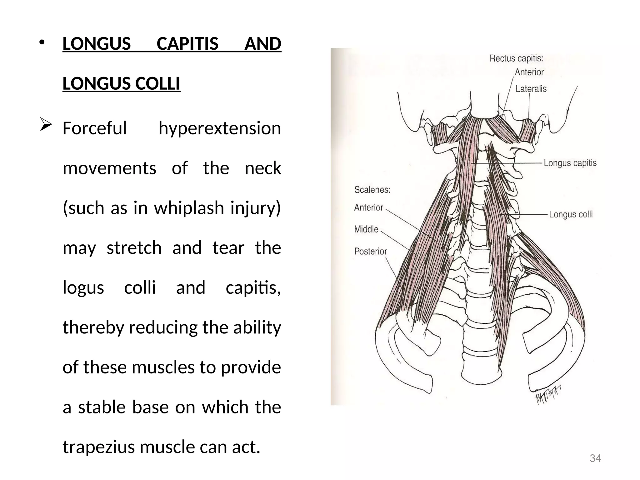 Cervical spine: anatomy, biomechanics and pathomechanics | PDF