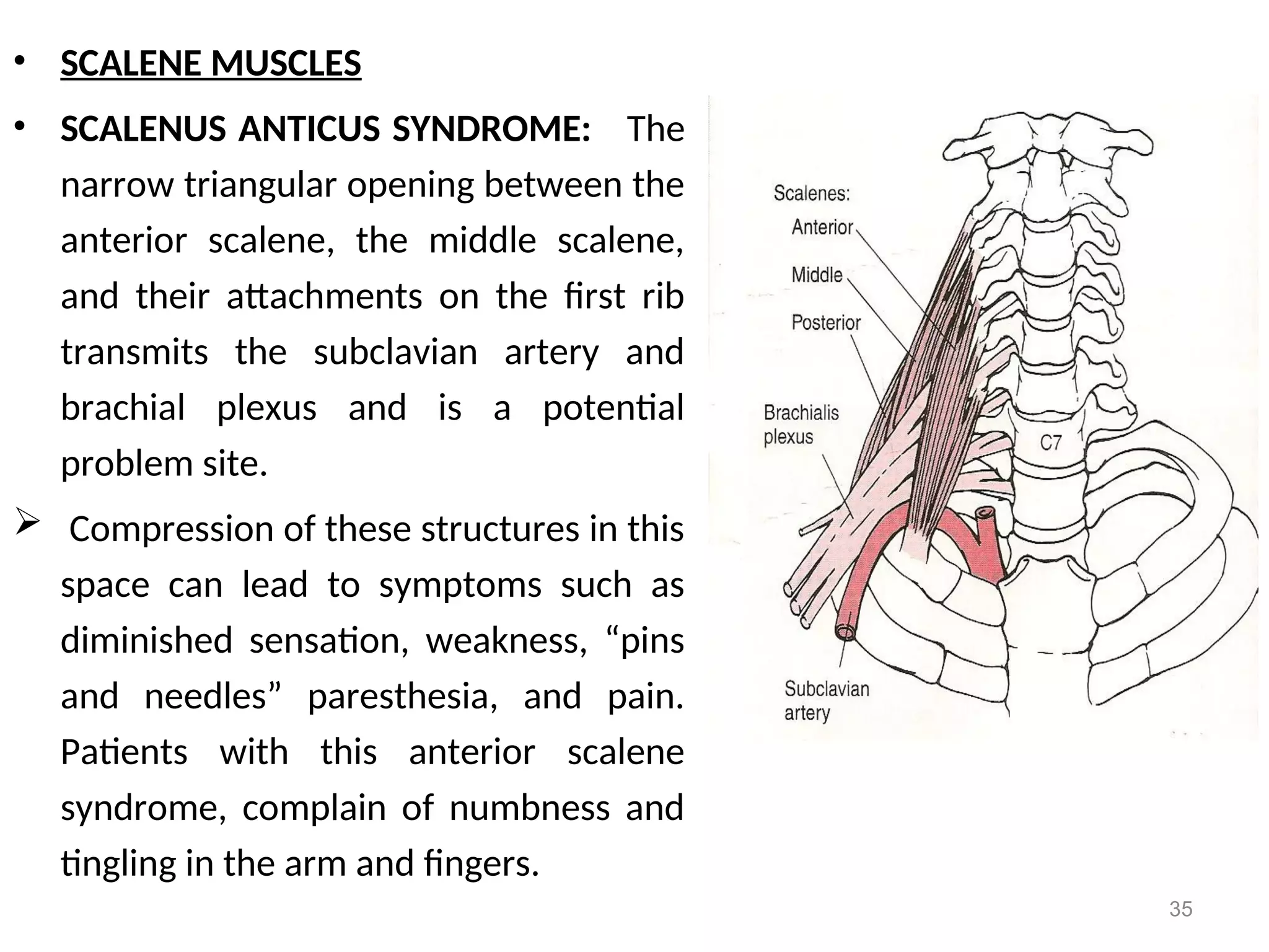 Cervical spine: anatomy, biomechanics and pathomechanics | PDF