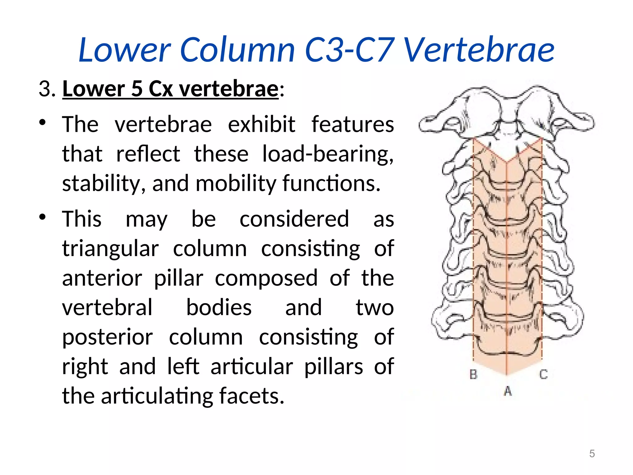 Cervical spine: anatomy, biomechanics and pathomechanics | PDF