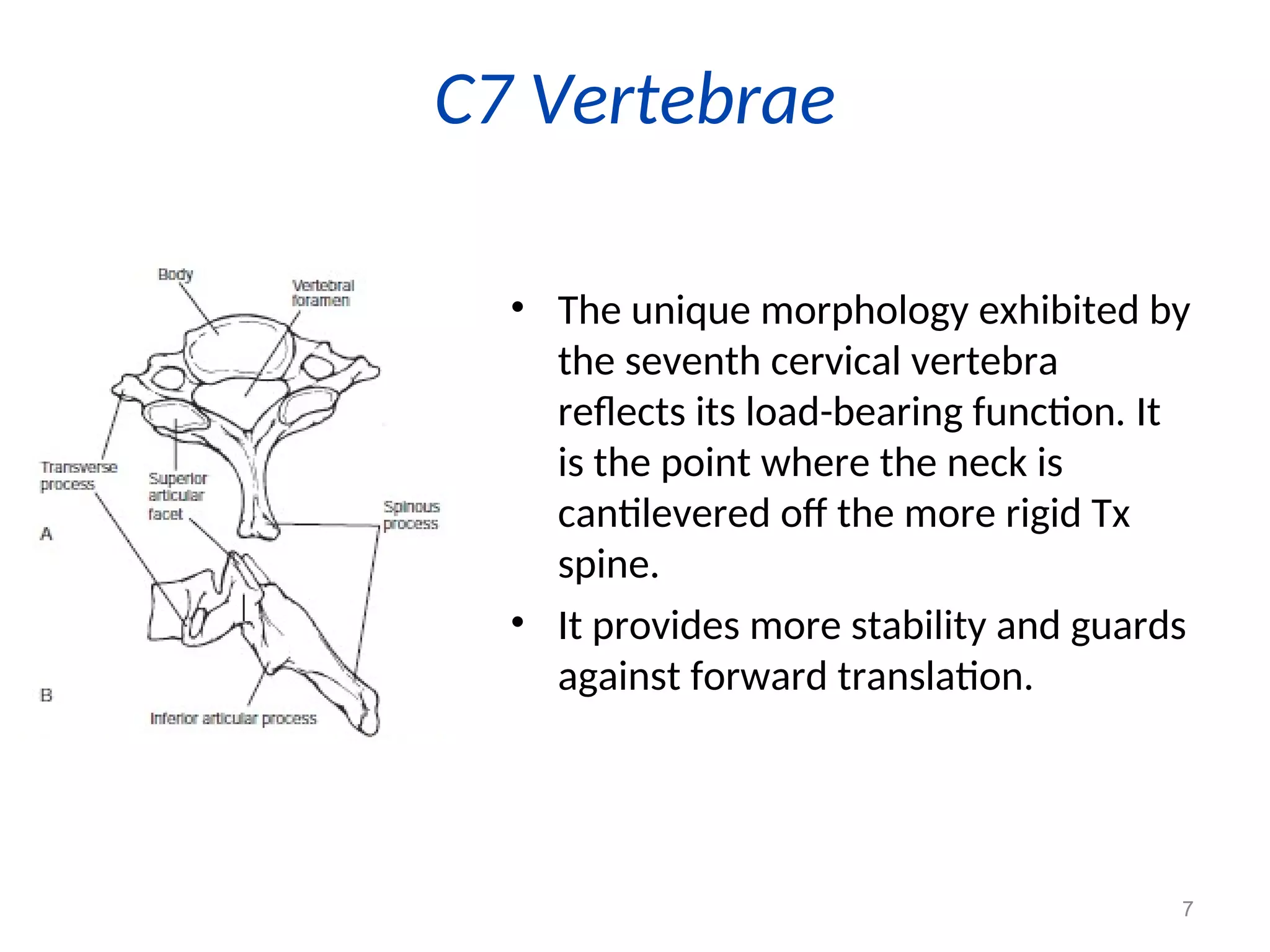 Cervical spine: anatomy, biomechanics and pathomechanics | PDF