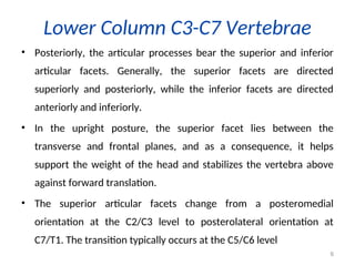 Cervical spine: anatomy, biomechanics and pathomechanics | PDF