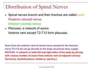 Anp of spinal nerves for uitm puncak alam | PPT