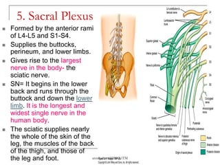Anp of spinal nerves for uitm puncak alam | PPT