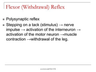 Anp of spinal nerves for uitm puncak alam | PPT