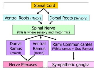 Anp of spinal nerves for uitm puncak alam | PPT