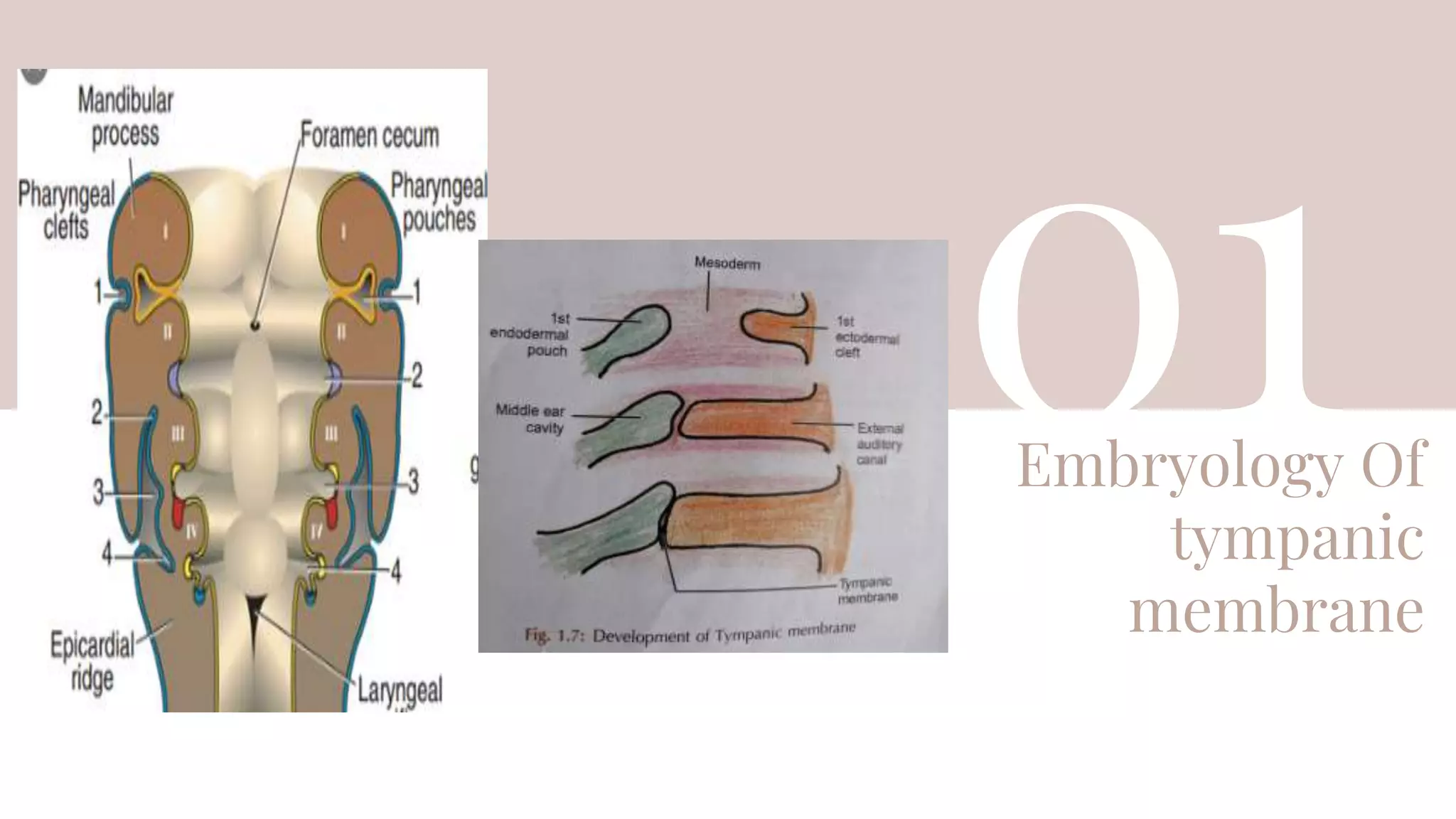 Tympanic membrane | PPTX