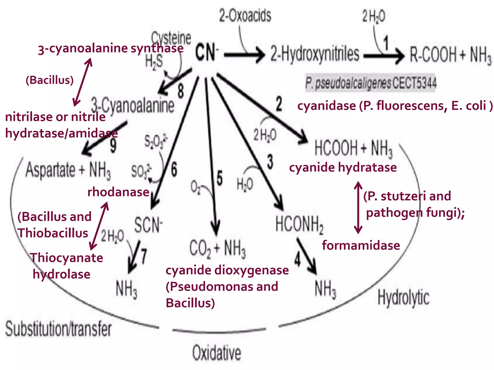 Cyanide and its biodegradation | PPSX