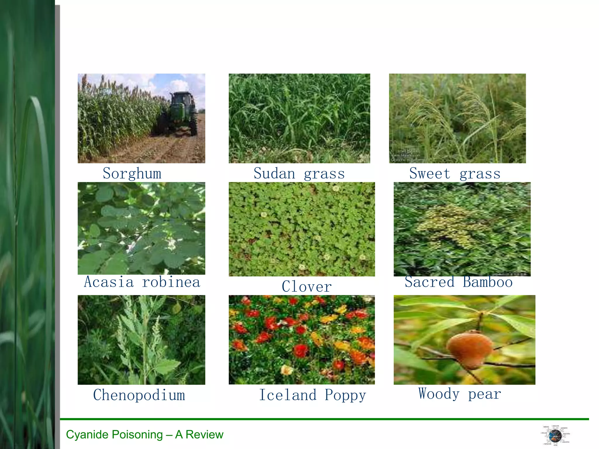 Cyanide Poisoning in Livestock; Sorghum Poisoning | PPT