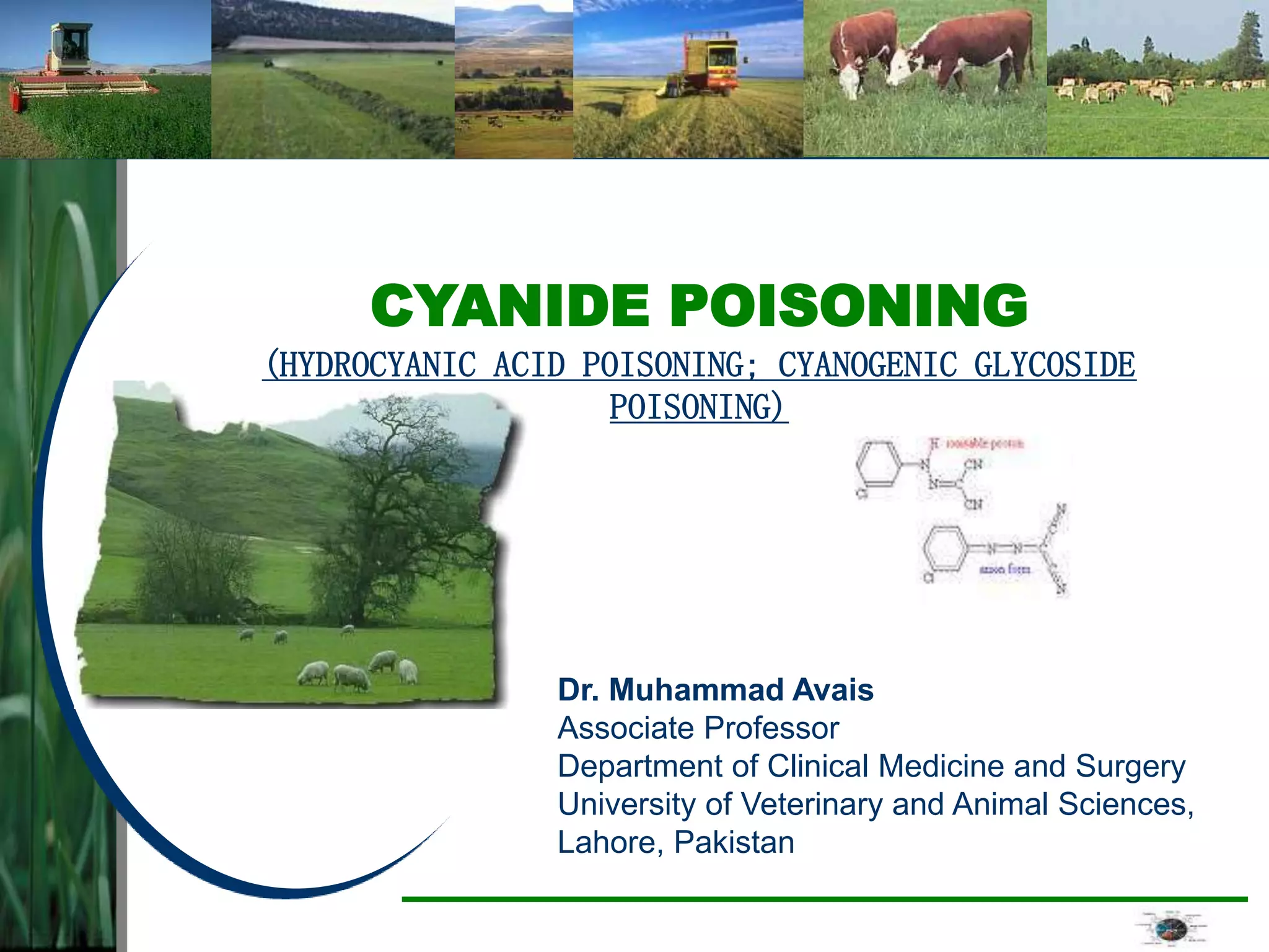 Cyanide Poisoning in Livestock; Sorghum Poisoning | PPT