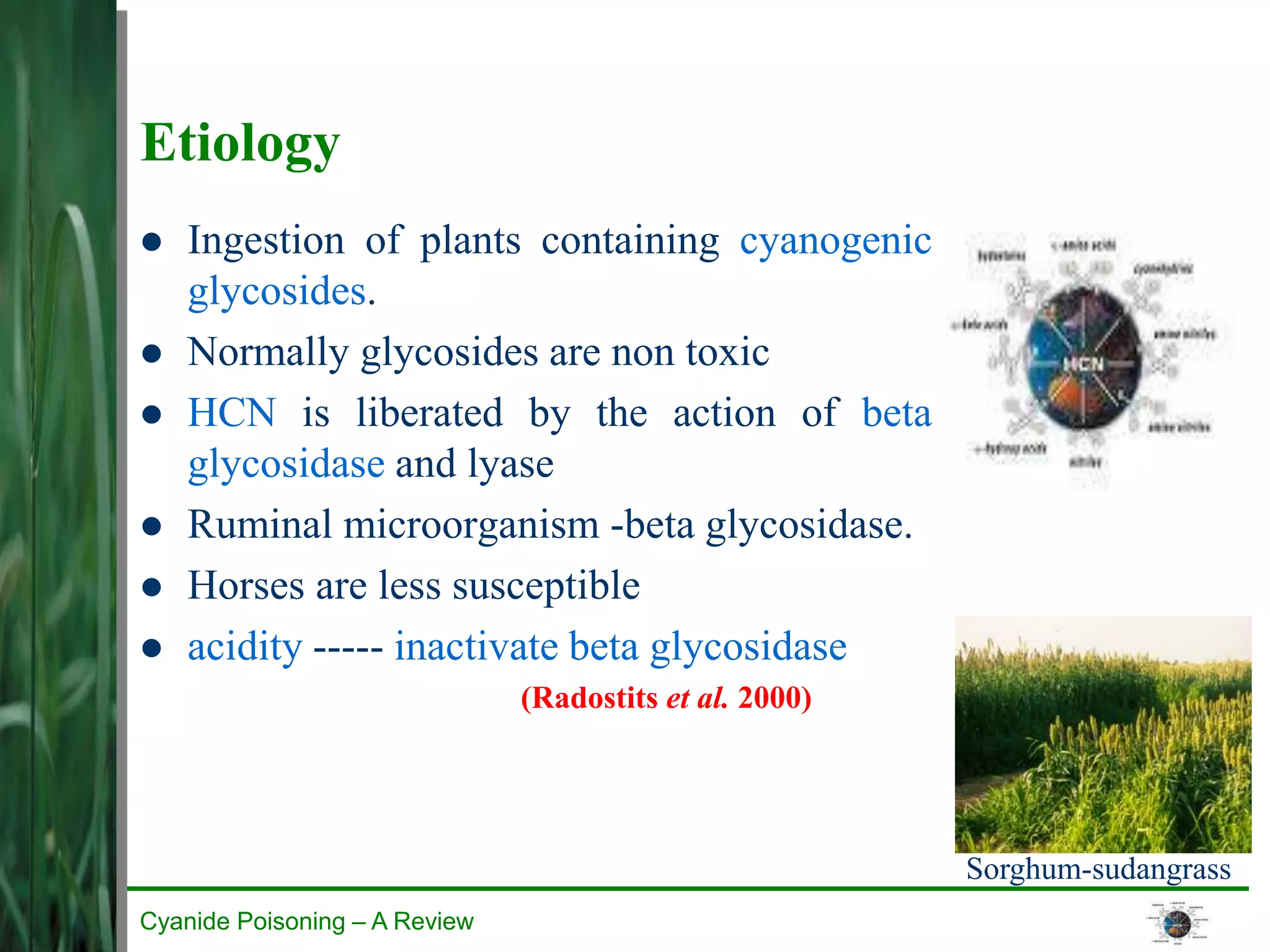 Cyanide Poisoning in Livestock; Sorghum Poisoning | PPT