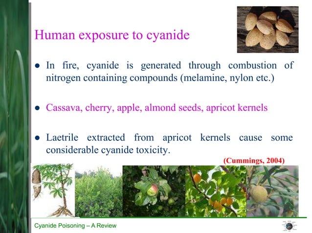 Cyanide Poisoning in Livestock; Sorghum Poisoning | PPT | Veterinary ...